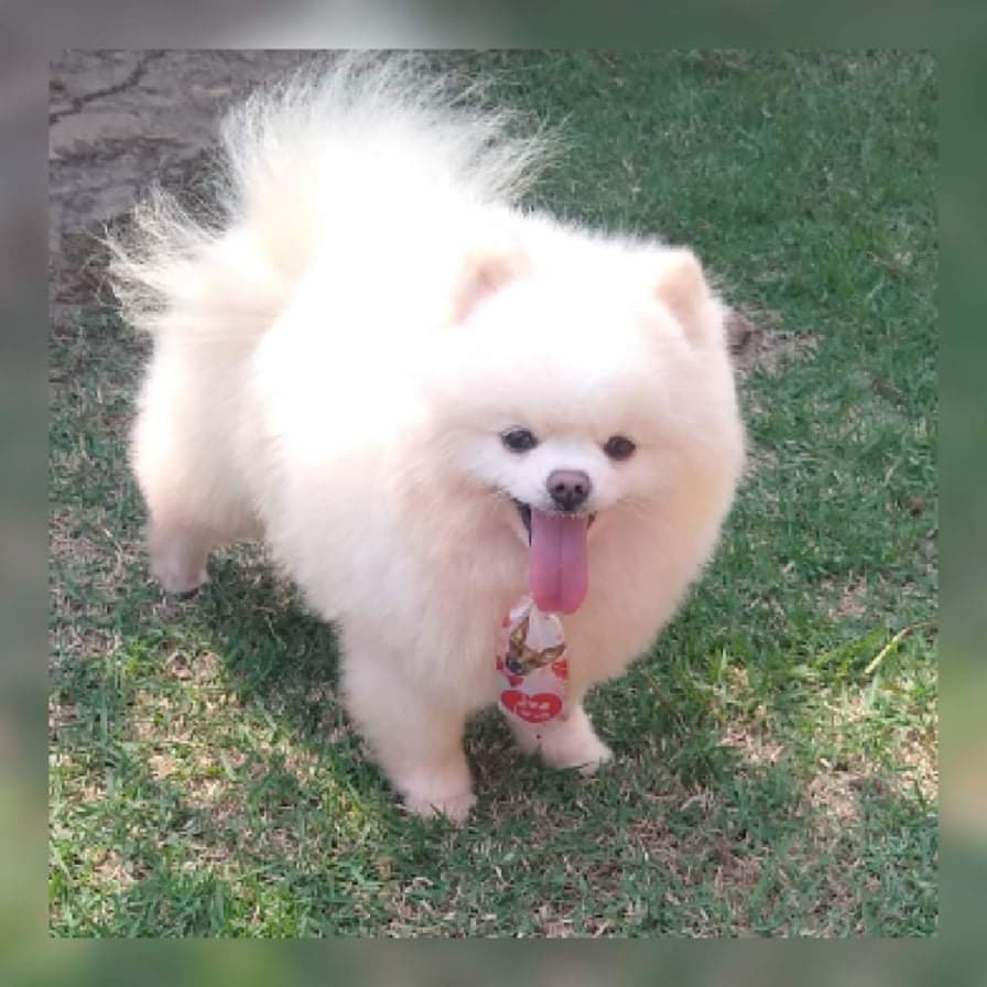 Nossos Cães Spitz Alemão | Canil Império Gold